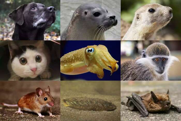 uitgebreid dieren cheat sheet